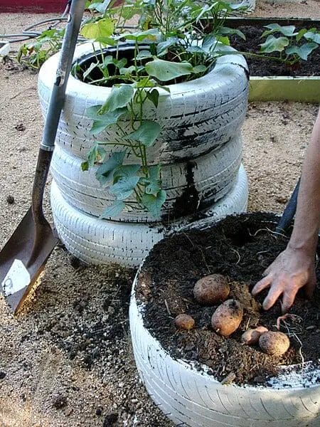 How To Grow Potatoes In Tires With Straw